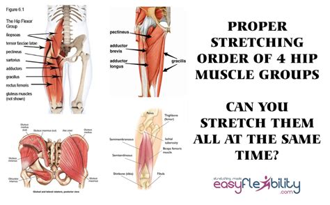 Proper Stretching Order Of 4 Hip Muscle Groups Can You Stretch Them