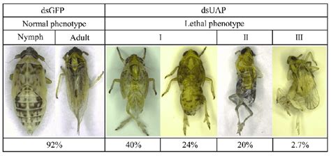 Representative Phenotypes Of S Furcifera After Injection With Sfuap