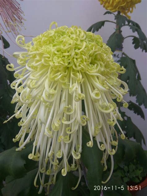 开封菊花基地开封菊花造型艺菊造型设计开封市丰禾农业发展有限公司