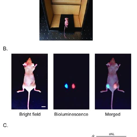 Simultaneous Multiple Wavelength Bioluminescence Imaging Using A Download Scientific Diagram