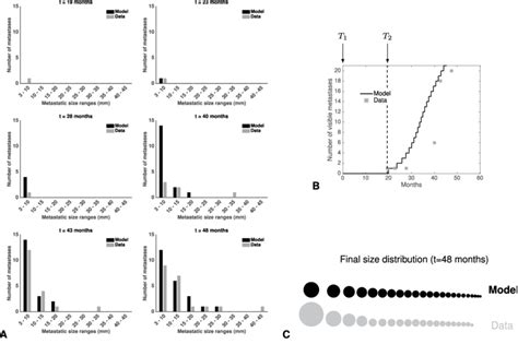 Fit Of The Dormancy Model A Time Course Of The Visible Brain