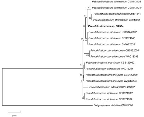 Phylogenetic Tree Resulting From The Maximum Likelihood Analysis Of