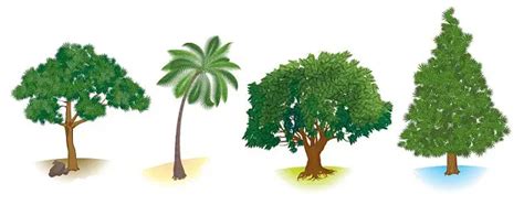 Common Names Of Trees