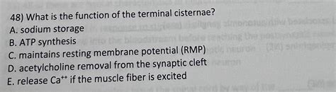 Solved What Is The Function Of The Terminal Cisternae A Chegg Com