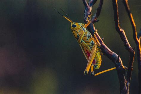 Locust Bug Symbolism And Meaning Wisdom And Success