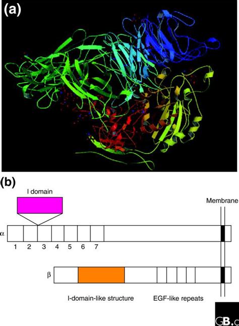 The Extracellular Region Of A Human Integrin A The Crystal Structure Download Scientific