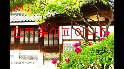 운현궁 모란꽃이 피어나다 Youtube