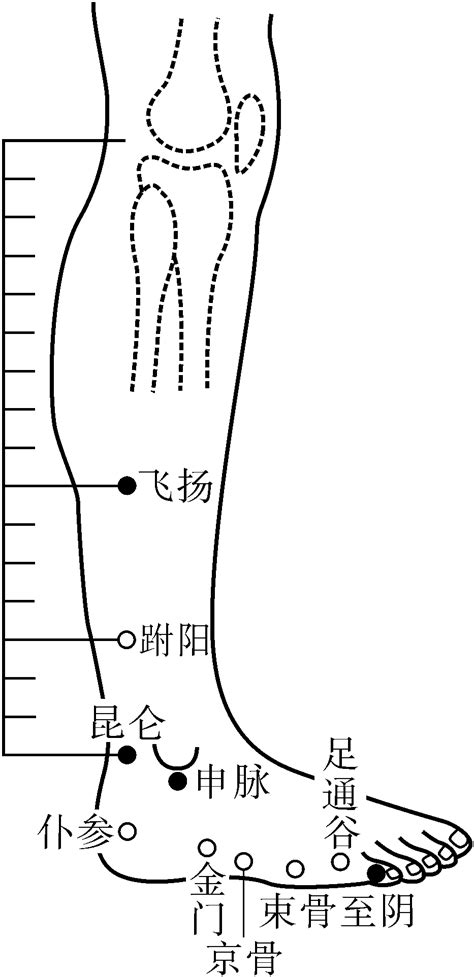 59 跗阳 中医学 医学