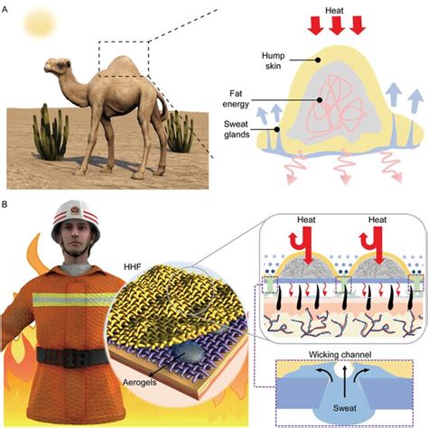 Manufacturing And Characterization Of Hhf A Schematic Depicting The Download Scientific