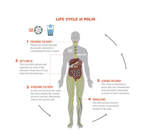 File Lifecycle Of Polio Png Physiopedia