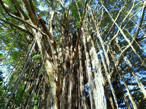 Tree Roots Forest Free Photo On Pixabay Pixabay