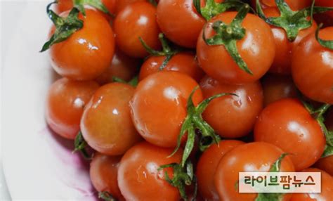 “방울토마토 쓴맛 나면 섭취하지 마세요”