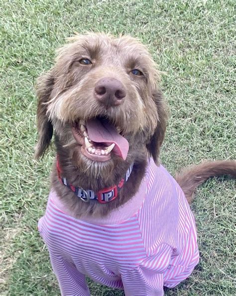 Sofie It Takes A Village Rescue Nc