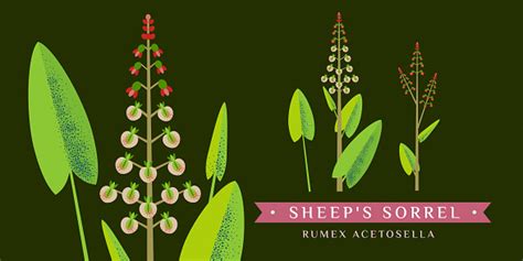 밤색 벡터 그리기 고립 된 꽃과 나뭇잎입니다 차 유기농 화장품 의학 아로마 테라피에 대한 상세한 식물 스케치 애기수영에 대한 스톡 벡터 아트 및 기타 이미지 Istock