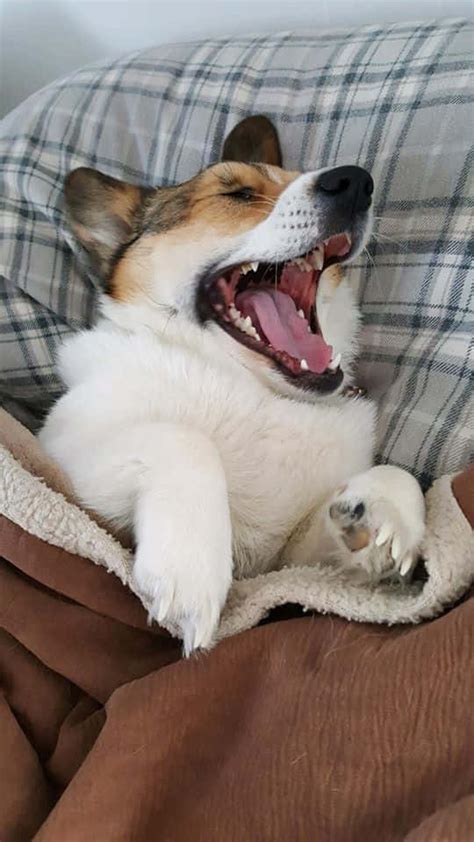 300 Corgi Funny Pictures