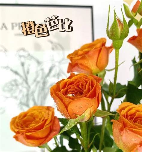 橙色玫瑰花语探索橙色玫瑰的花语及其深层意义 花植网
