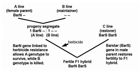 Using Engineered Male Sterility In F 1 Hybrid Seed Production
