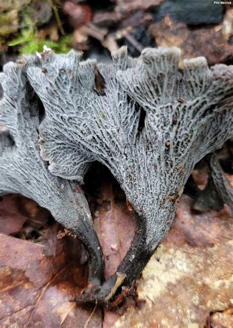 Craterellus Cinereus Mushroomexpert Com