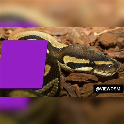 Prerequisites For Python A Basic Idea Of Pythonpythondeveloper Datastructure Appdeveloper