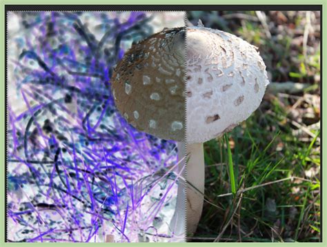 2 Clear And Easy Ways To Invert Colors In Photoshop Wikihow