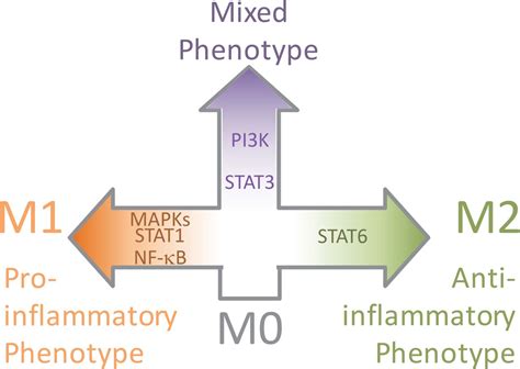 Macrophage Activation M1 M2