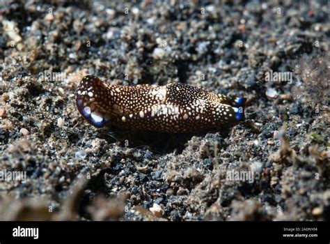 Headshield Sea Slug Stock Photo Alamy