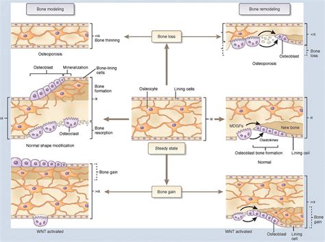 Comparison Of Bone Modeling And Remodeling Used With Permission From