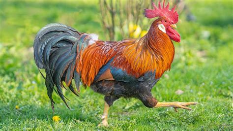 Chicken Hen කුකුලා කිකිලි Youtube