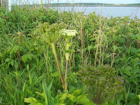Cow Parsnip Nova Scotia Wilds Cow Parsnip Nova Scotia Wilds