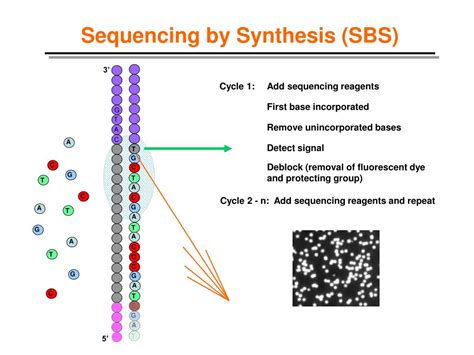 PPT Overview And Applications Of Next Generation Sequencing Technologies PowerPoint