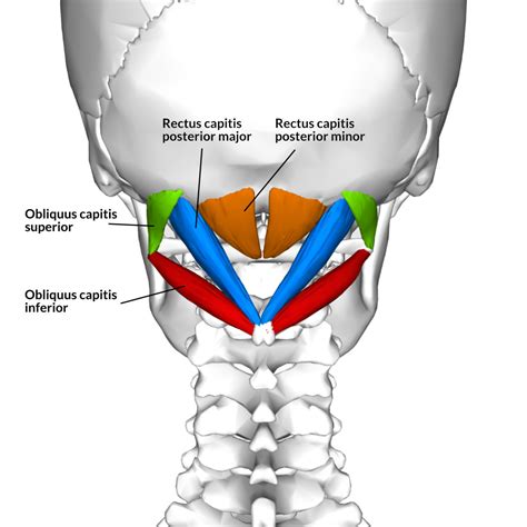 Exploring The Suboccipital Muscles Yoganatomy