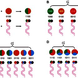 Schematic Representation Of The Multicolor Combinatorial Probe Coding