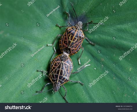Macro Two Mating Bug Insect On Stock Photo Shutterstock