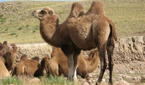 Bactrian Camel Facts Distribution And Population Biodb