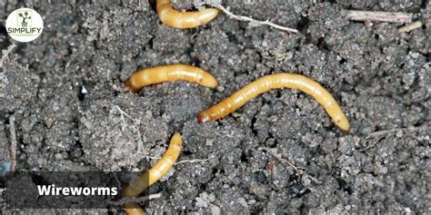Discover The Best Ways To Control White Worms In Soil Simplify Gardening
