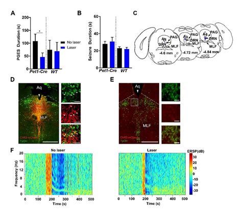 Optogenetic Stimulation Of The Drn Reduced Pges Following Amygdala