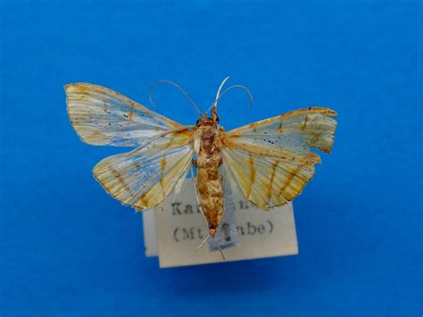 ヨスジノメイガ Pagyda quadrilineata 島根大学標本資料類データベース