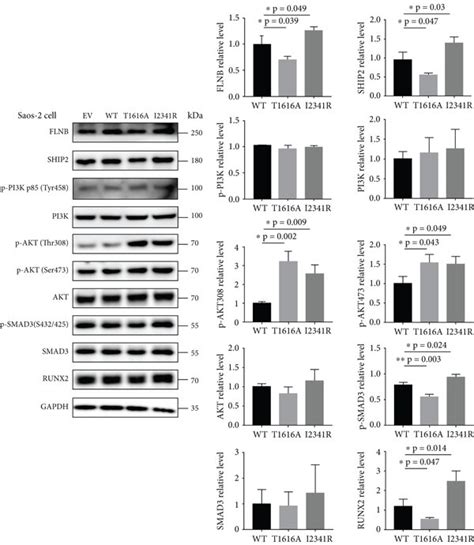 expression patterns of wild type and flnb mutants and download
