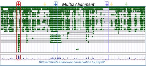 predicting pathogenic variants in genetic diseases and breast cancer