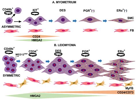 Proposed Models Illustrate Cell Proliferation And Differentiation