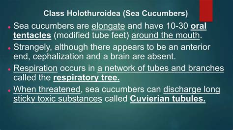 Echinodermata Classification Pptx