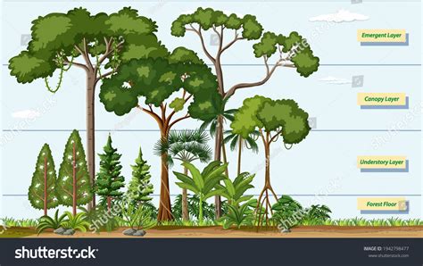Rainforest Understory Layer