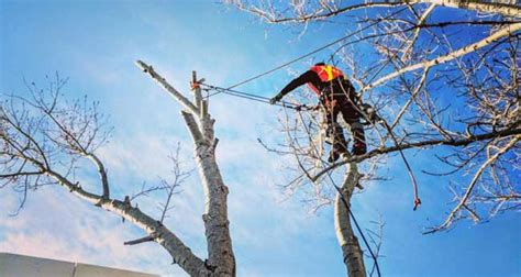 Arborist Cost Guide 2025 Prices For All Arborist Work Services