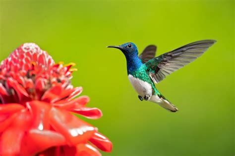 Beautiful Colorful Hummingbird Beautiful Hummingbird Full Of Colours