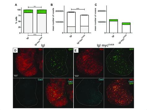 Apoptosis Inhibition Rescues Both Tumor Size And Composition A