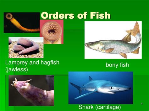 Ppt Vertebrate Classes All In Chordate Phylum Powerpoint Presentation