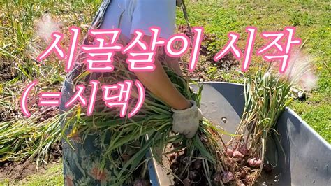 미국부엌 30대 주부 시댁살이 시작 Vlog Feat 체리 피킹 마늘 수확 아스파라거스 모종 심기 Youtube