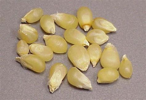 Corn Hybrid Selection Wisconsin Corn Agronomy