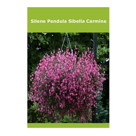 Silene Pendula Sibella Carmine My Organic World