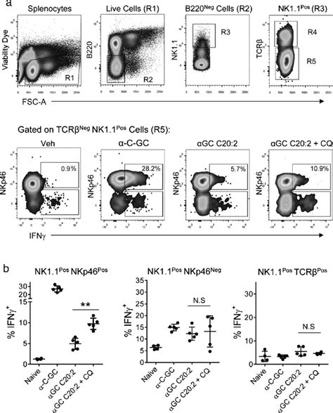 Effect Of Endosomal Alkanization On Nk Transactivation Splenic Dcs